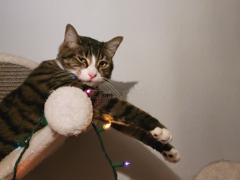 Cat chillin hard stock photo. Image of chillin, kitty - 278668604