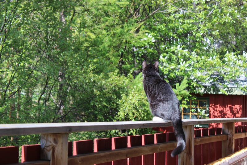Cat chillin outside stock photo. Image of pets, outside - 52165636