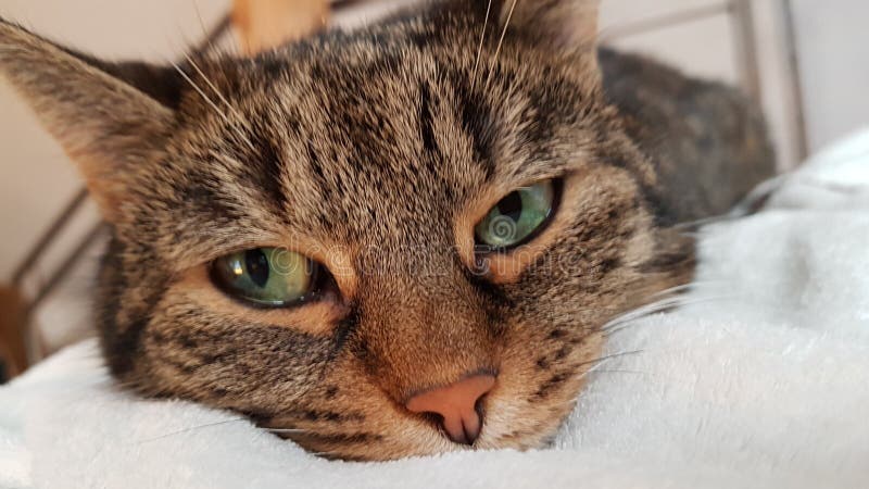 Cat chilling in the bed stock image. Image of greeneyes - 176828523