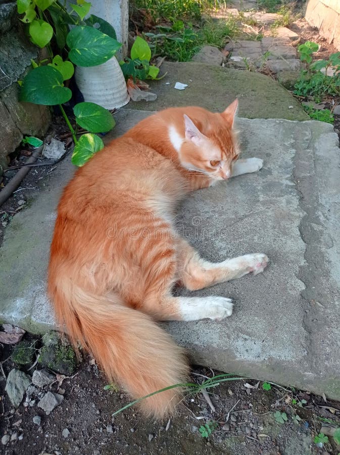 A Cat Chilling on the Floor Stock Image - Image of rest, comfort: 321735661