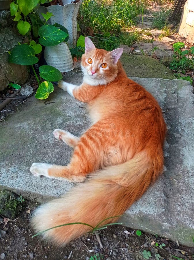 A Cat Chilling on the Floor Stock Image - Image of kitten, tail: 321735939
