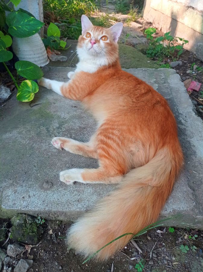 A Cat Chilling on the Floor Stock Photo - Image of kitty, nature: 321735780