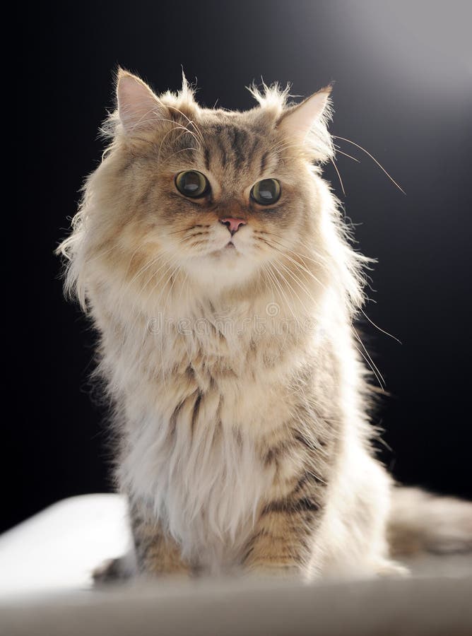 Cat chinchilla stock image. Image of colors, curious - 19718485