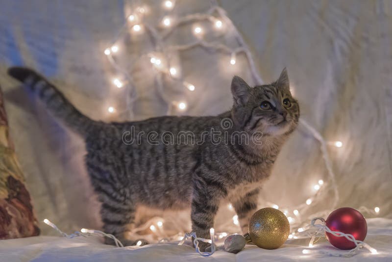 Cat and Christmas garland stock photo. Image of comfortable - 81798722