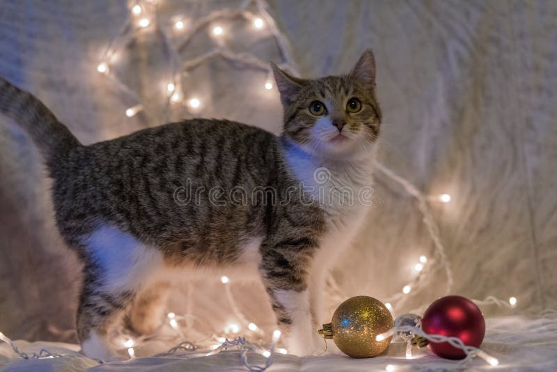 Cat and Christmas garland stock photo. Image of brown - 81798772