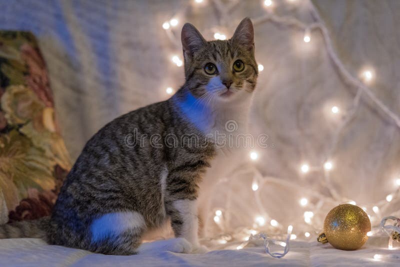 Cat and Christmas garland stock image. Image of brown - 81798911