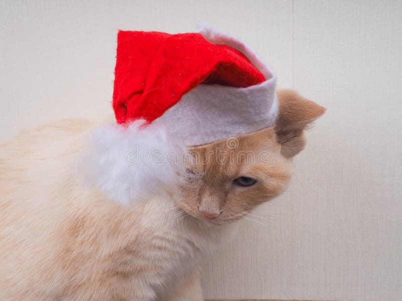 Cat Christmas, Kitten is Playing with a Christmas Ball. Stock Photo ...