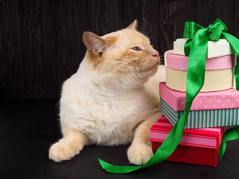 Cat Christmas, Kitten is Playing with a Christmas Ball. Stock Image ...