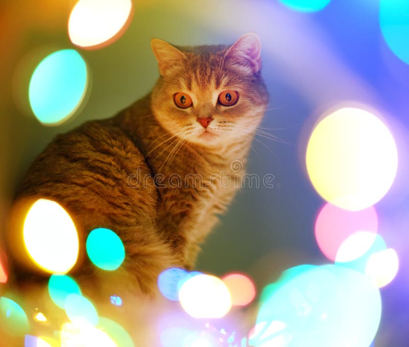 Cat and Christmas lights stock image. Image of lights - 101004421