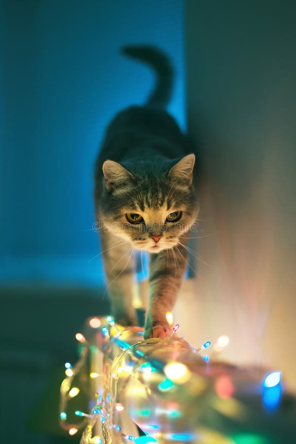 Cat and Christmas lights stock photo. Image of seasonal - 104840924