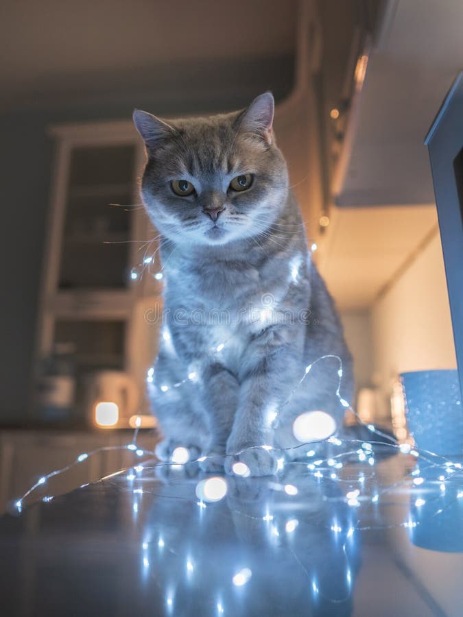 Cat and Christmas lights stock photo. Image of lights - 104840588