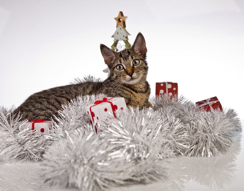 Cat, Christmas, present stock photo. Image of dinner - 36185310