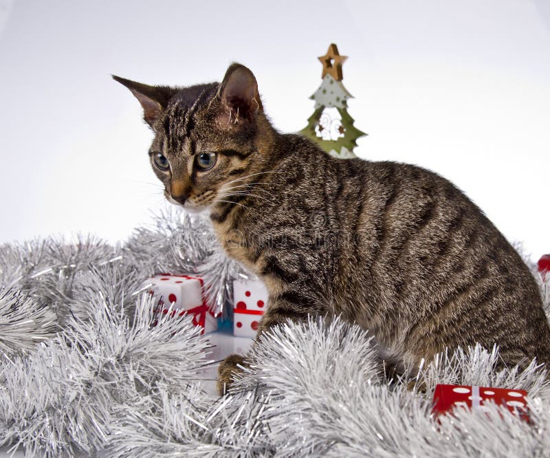 Cat, Christmas, present stock photo. Image of dinner - 36185310