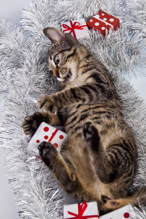 Cat, Christmas, present stock photo. Image of dinner - 36185310