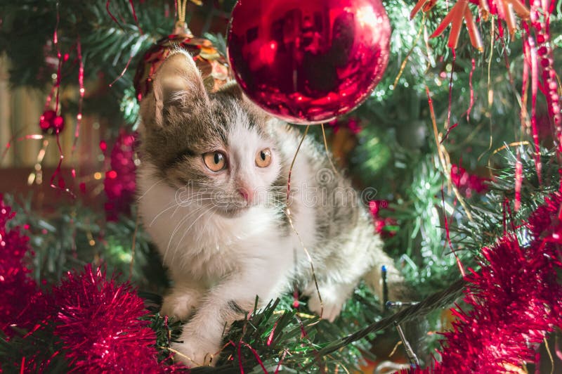 Cat on Christmas Trees stock photo. Image of cute, holidays - 37912756
