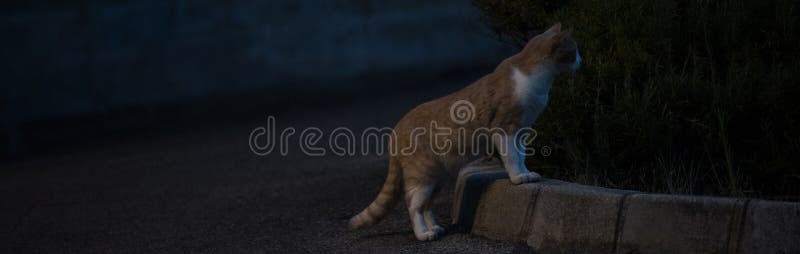 Cat in the City Evening Panorama Stock Image - Image of tame, dark ...
