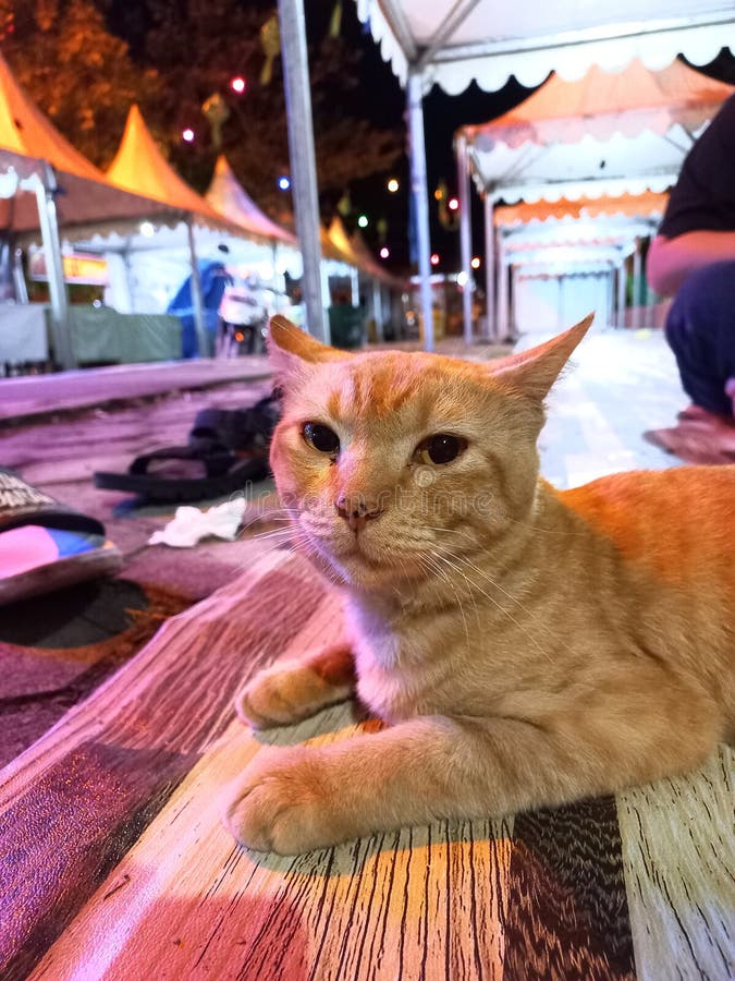 Cat stock photo. Image of whiskers, wildcat, puppy, cats - 267734358