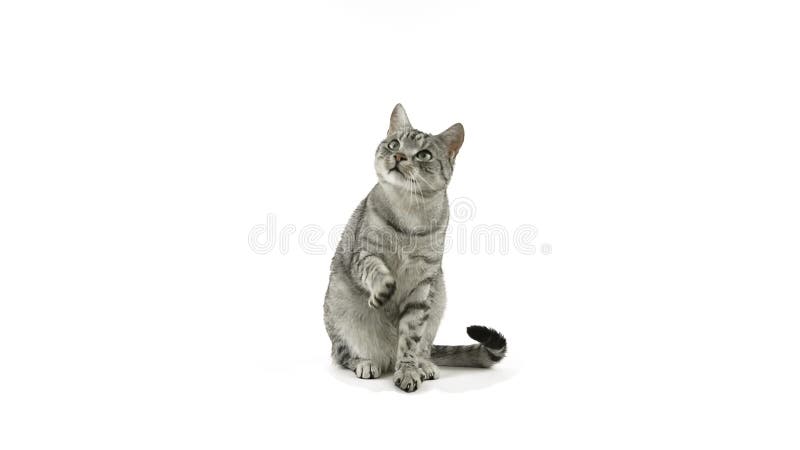 Cat Clapping Paws, Asking for More Stock Video - Video of kitten ...