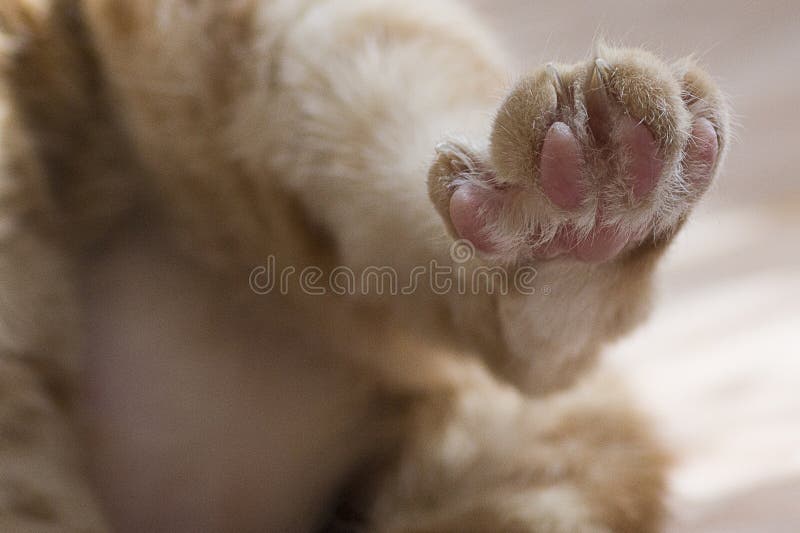 Clawed Hand Stock Photos - Free & Royalty-Free Stock Photos from Dreamstime
