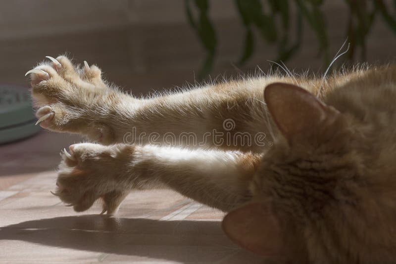 445 Cat Sharp Claw Stock Photos - Free & Royalty-Free Stock Photos from ...