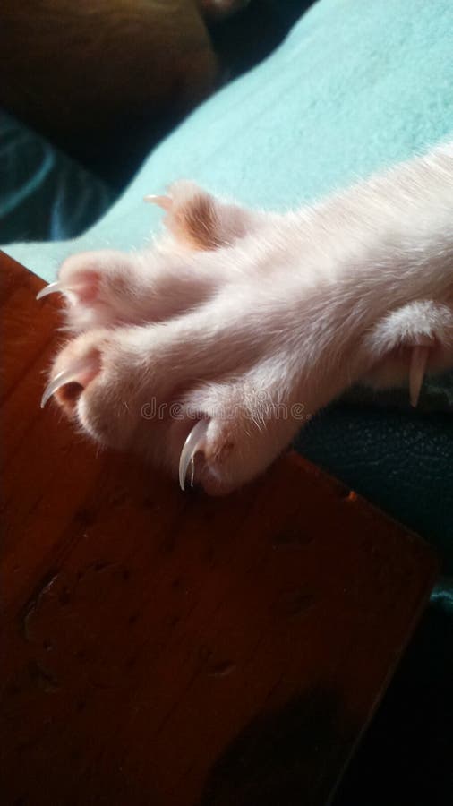 Cat claws stock photo. Image of care, animal, shelter - 104416266