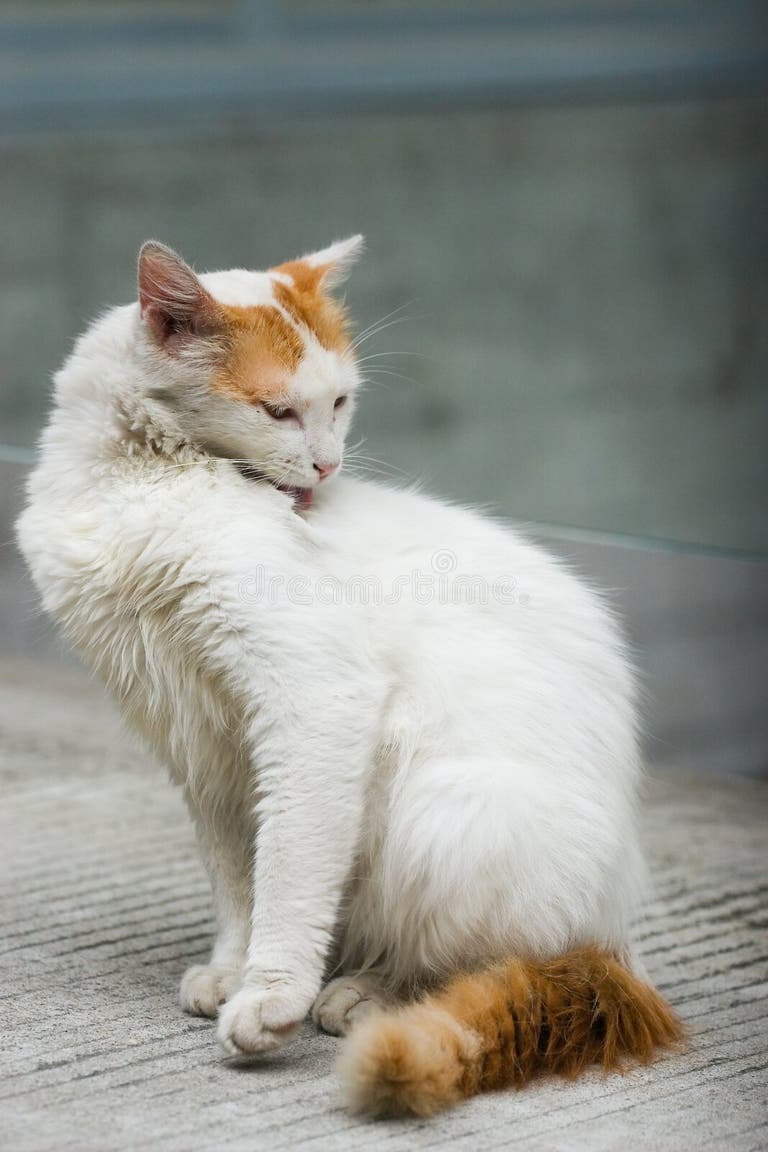 1,022 Cat Grooming Itself Stock Photos - Free & Royalty-Free Stock ...