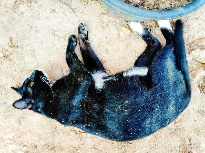 Cat clenched with dust stock image. Image of animal - 170704955