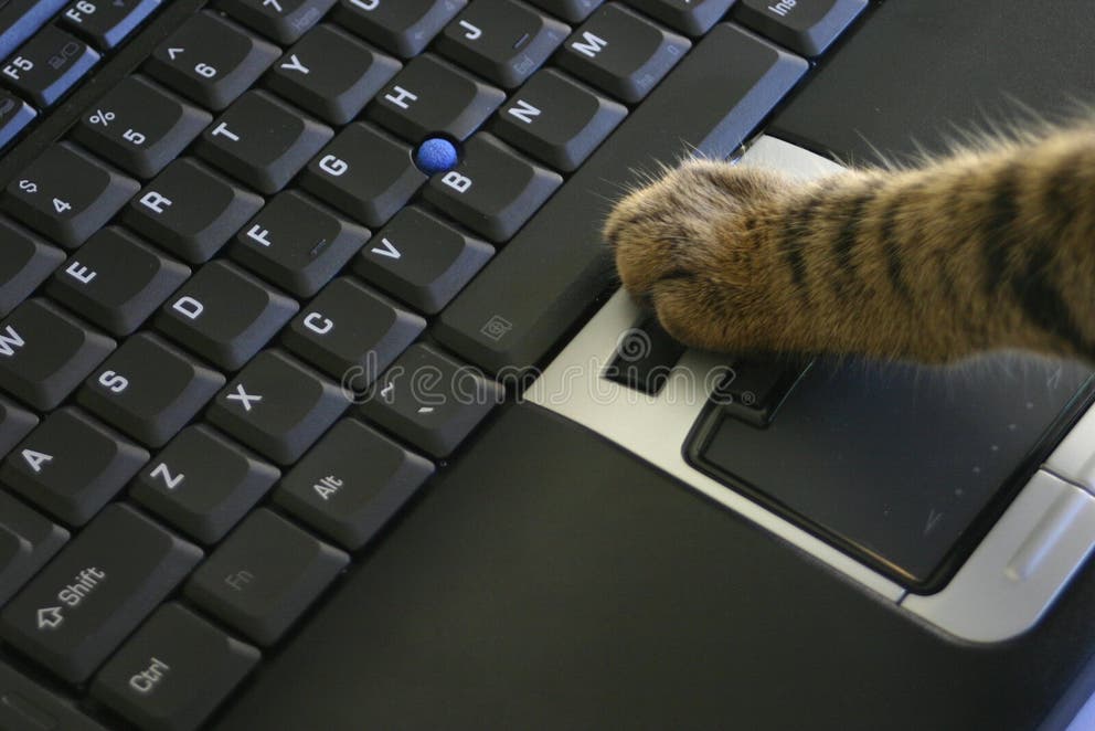 Cat click laptop mouse stock image. Image of kitten, notebook - 134287