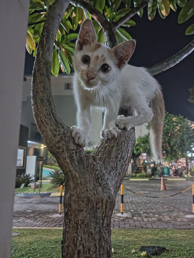 Cat climb tree stock image. Image of pets, night, tree - 376985351