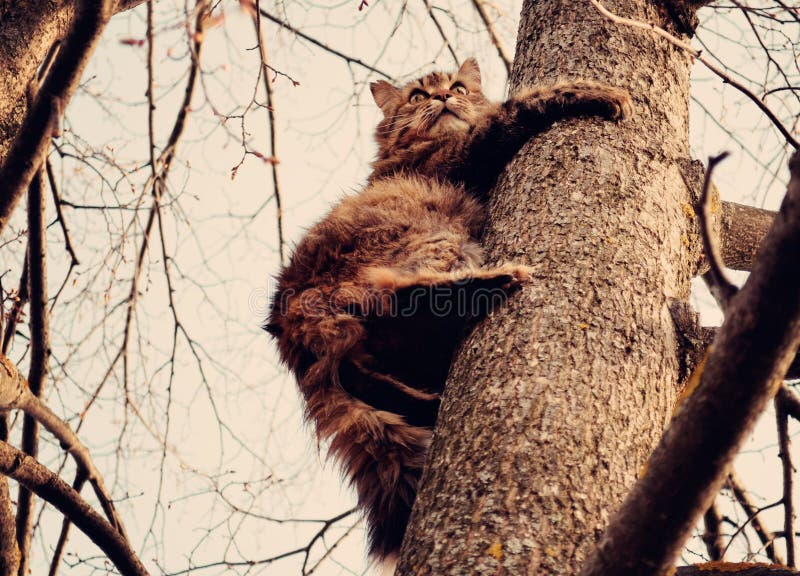 Cat on a tree stock image. Image of grain, look, salvation - 30117551