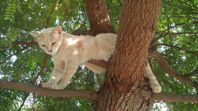 Cat climber tree stock photo. Image of tree, plant, nature - 93565472