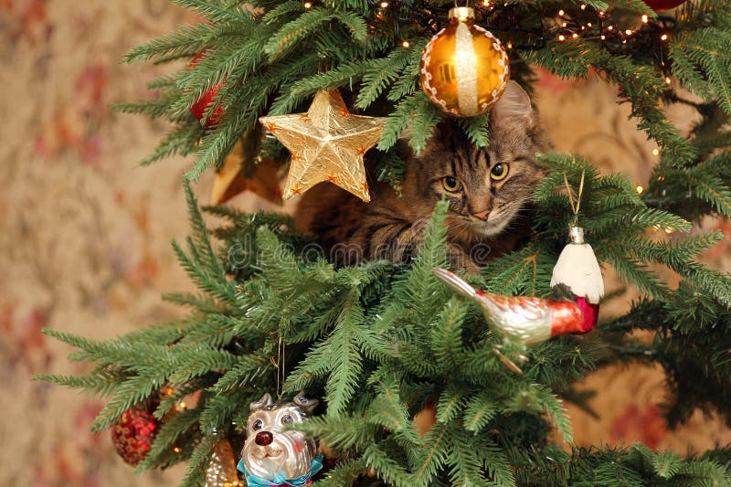 107 Cat Climbing Christmas Tree Stock Photos - Free & Royalty-Free ...