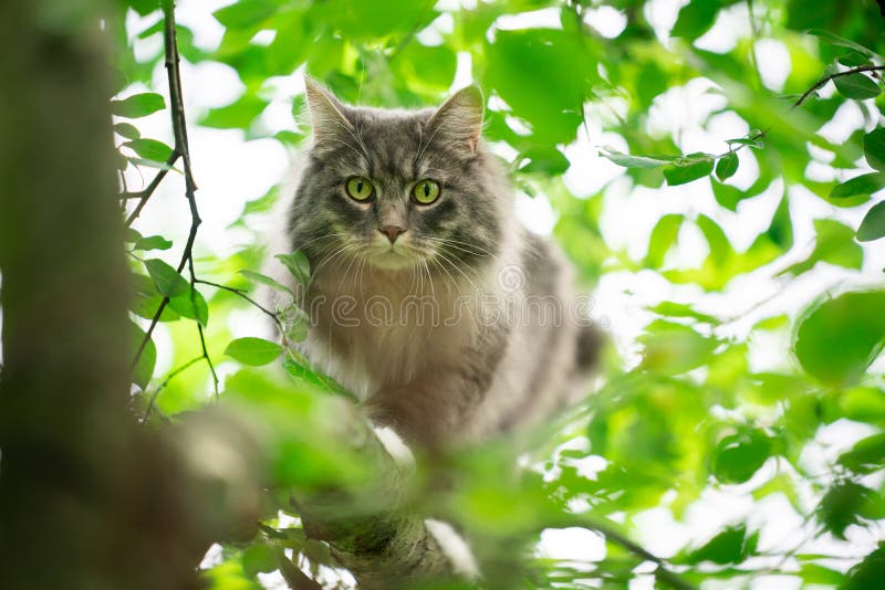 Cat Climbing On Tree Sitting On Birdhouse Stock Image Image Of Feline