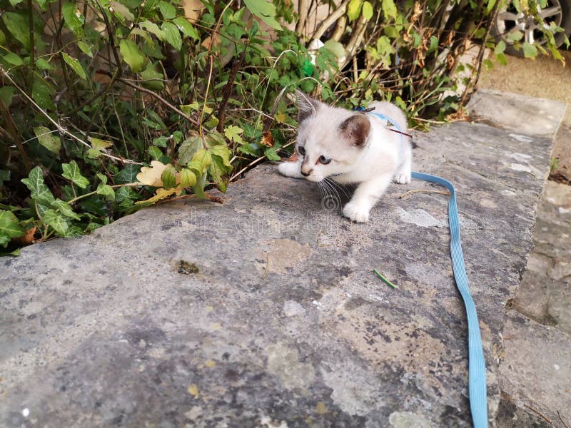 Cat climbing a slope stock image. Image of slope, garden - 163094591