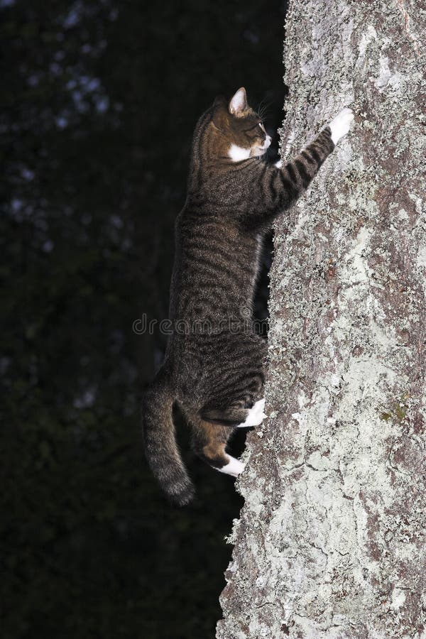 Cat Cli Stock Photos - Free & Royalty-Free Stock Photos from Dreamstime