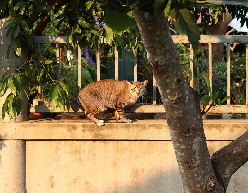Cat Climbing on the Wall Looking at the Camera Stock Photo - Image of ...