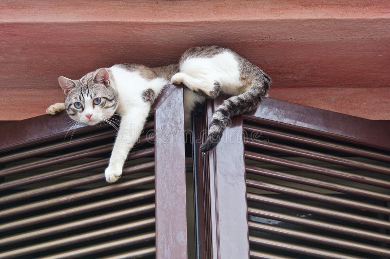 Cat climbing window. stock image. Image of furry, alertness - 27395357