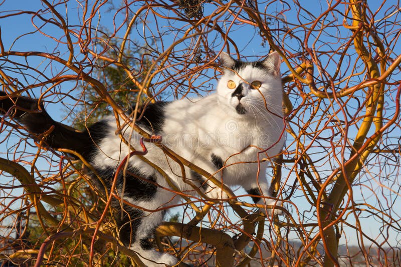 Cat climbs up a tree stock image. Image of bark, playing - 43010203