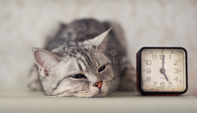 Adorable Kitten with Alarm Clock Stock Photo - Image of pedigreed ...