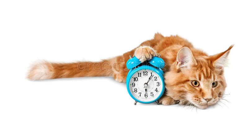 Cat stock photo. Image of assignment, isolated, cute - 58534808