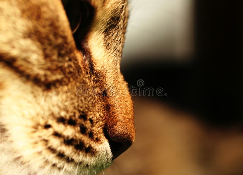 Cat close-ap stock image. Image of close, brown, macro - 1125051