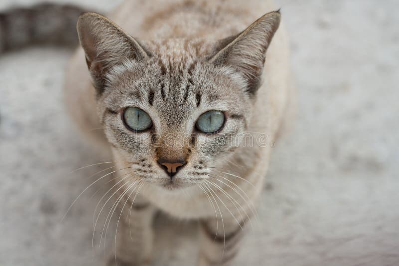 Cat close up. stock photo. Image of animal, hungry, close - 38152350