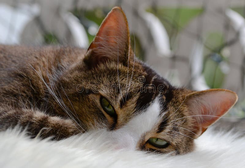 Cat stock image. Image of nose, snuggled, animal, feline - 72792547