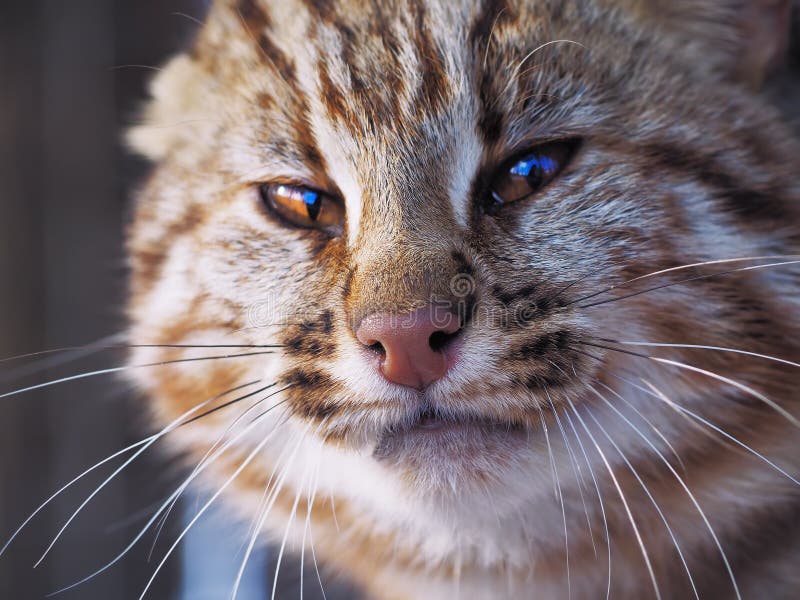 Cat close up face stock image. Image of pretty, furry - 114662611