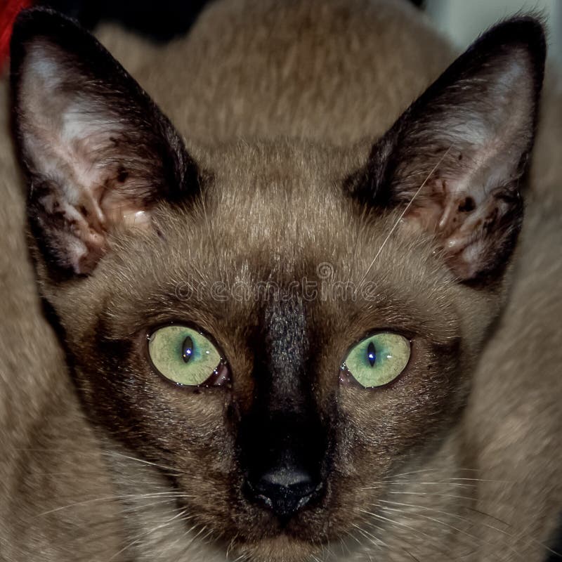 Cat stock photo. Image of night, faster, eyes, mouth - 44985444