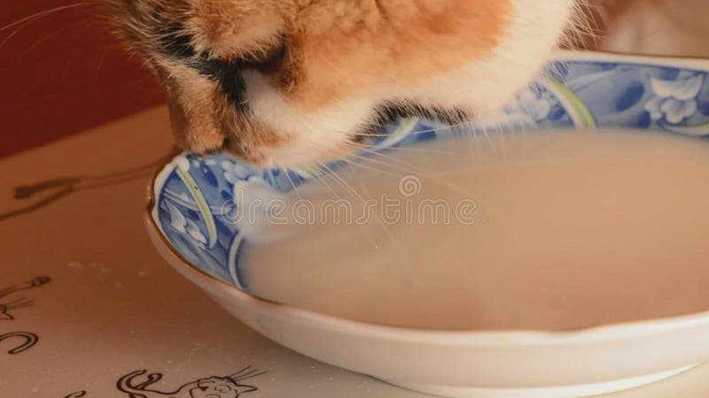Cat close-up lapping milk stock video footage. Video of blue - 37113728
