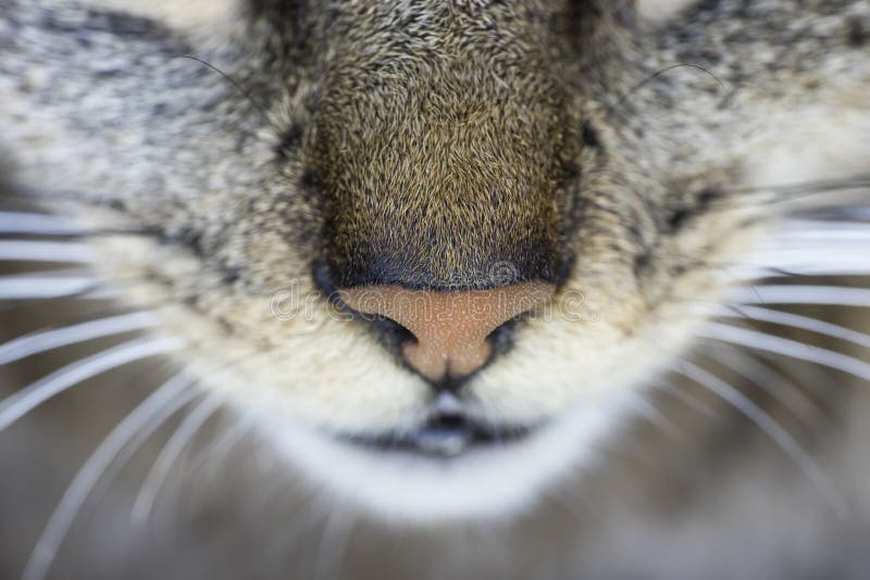 Cat Close-up Nose Seen from from Above Stock Image - Image of domestic ...