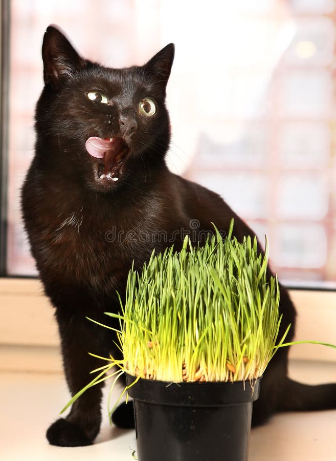 Cat Close Up Photo with Green Grass Sprouts Stock Image - Image of ...