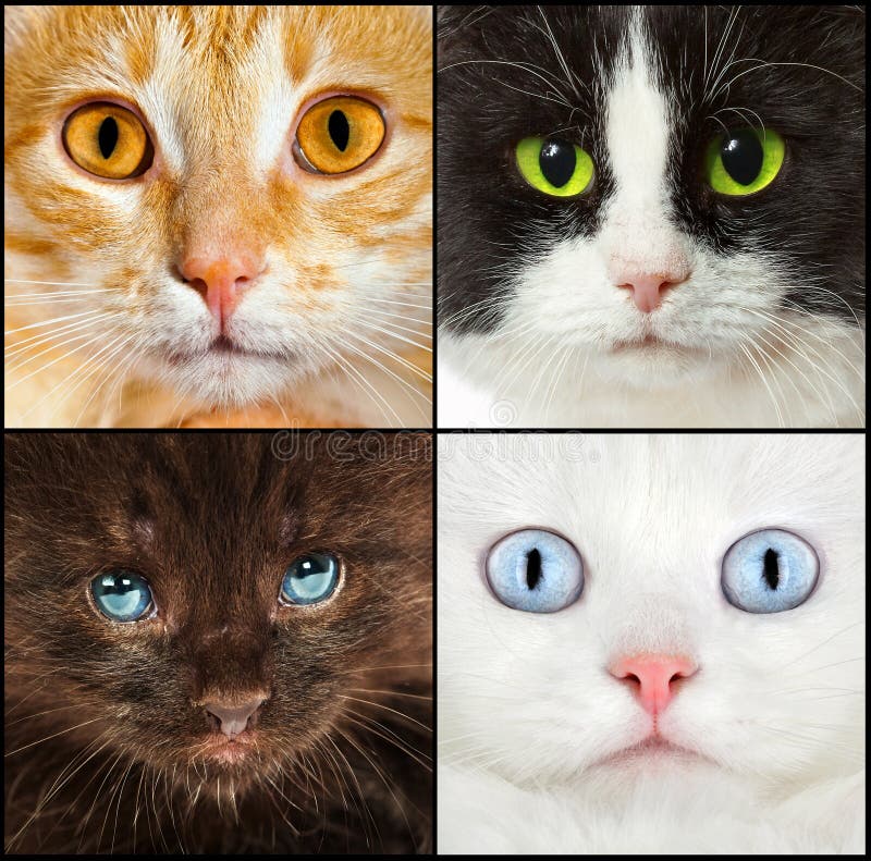 Cat close up stock image. Image of domestic, mammal, staring - 45409043