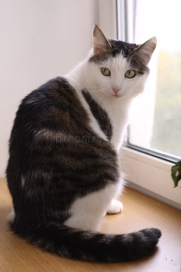 67,783 Cat Close Up Portrait Stock Photos - Free & Royalty-Free Stock ...